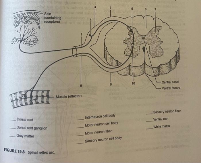Solved FIGURE 19.8 Spinal reflex arc. | Chegg.com