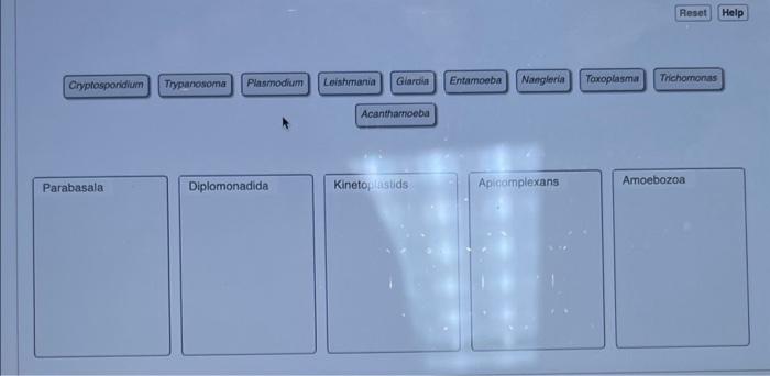 Solved Parabasala Amoebozoa | Chegg.com