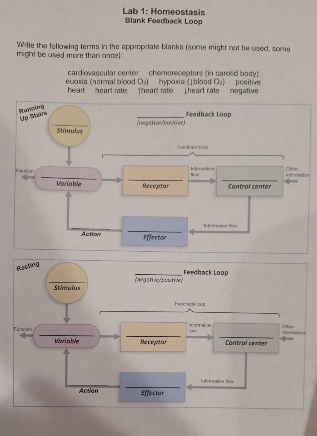 Solved Lab 1: Homeostasis Blank Feedback Loop Write the | Chegg.com