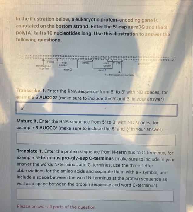 Solved In the illustration below, a eukaryotic | Chegg.com