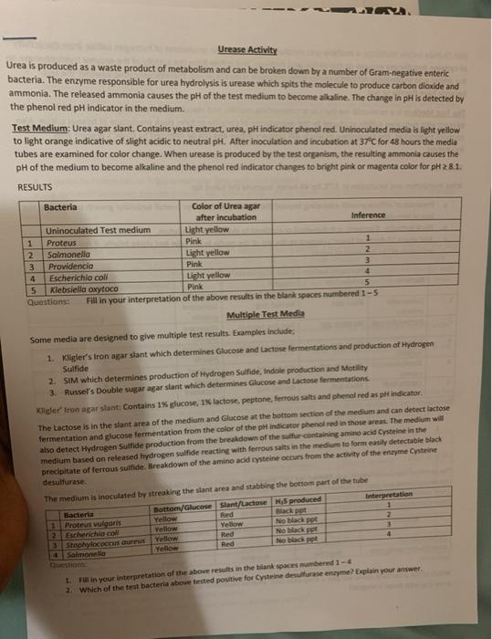 Solved Urease Activity Urea is produced as a waste product | Chegg.com