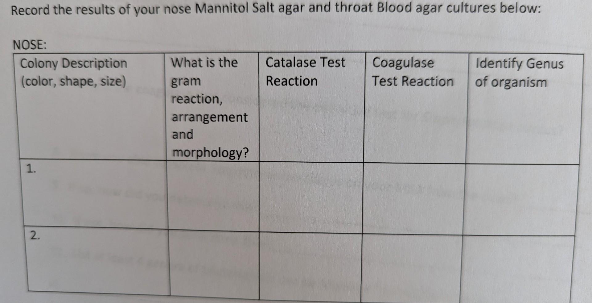 Solved Record the results of your nose Mannitol Salt agar | Chegg.com