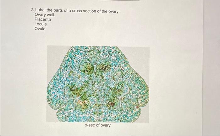 Solved 2. Label the parts of a cross section of the ovary: | Chegg.com