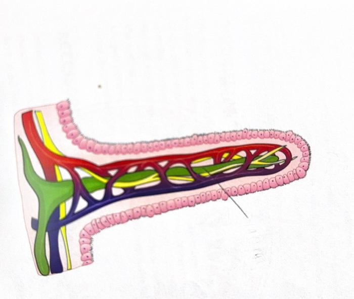 Solved label structures:- arteriole- capillary - | Chegg.com