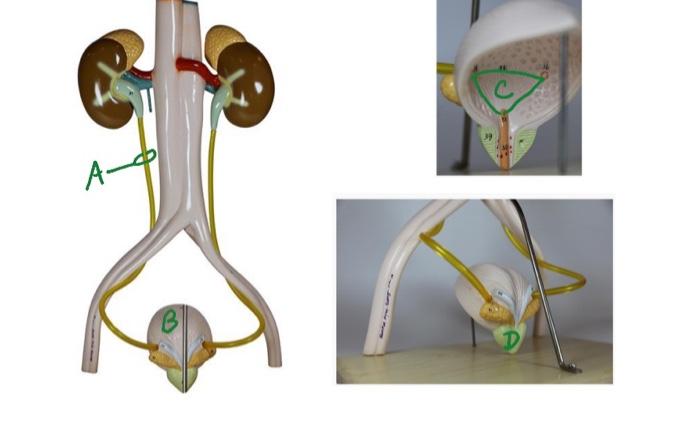 Solved Station 8 - Urinary Tract Model A: C: B: D: | Chegg.com