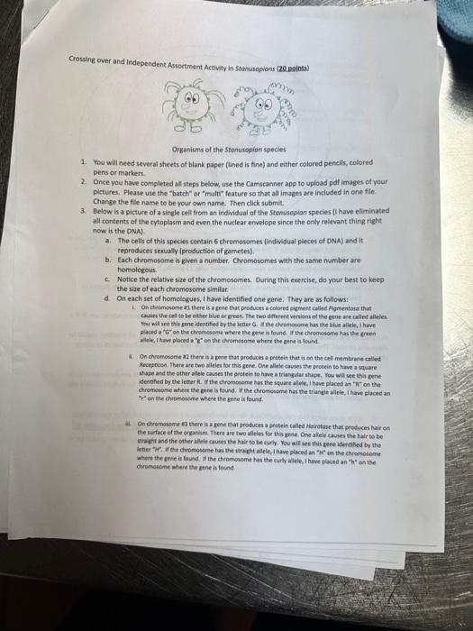 Solved Crossing over and Independent Assortment Activity in | Chegg.com