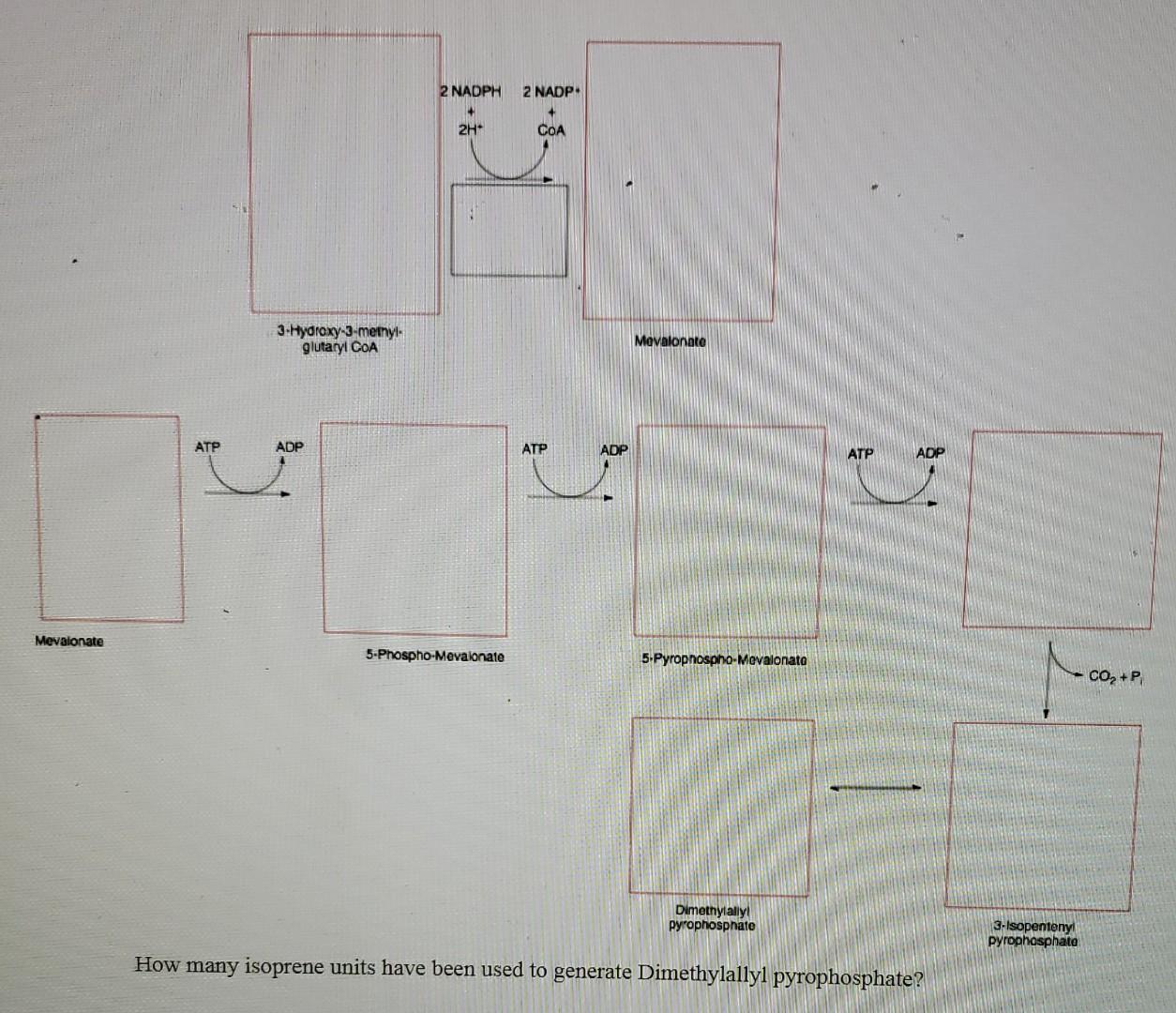 Solved Basic Concepts Worksheet 7.1 Description: Isoprenes | Chegg.com