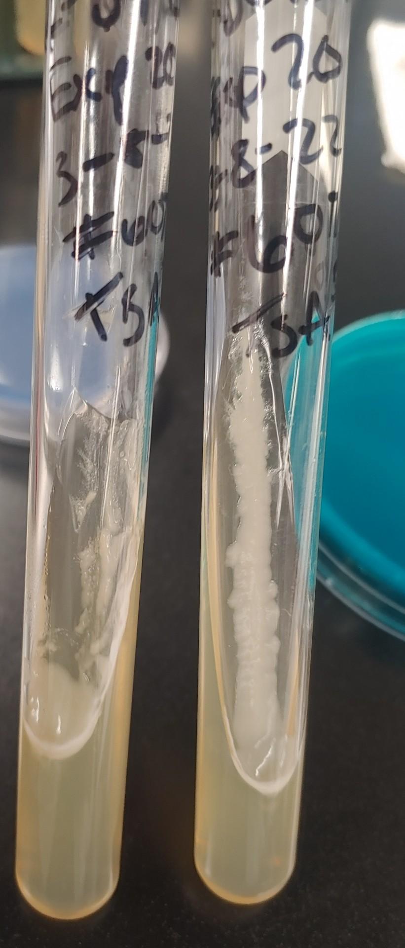 Solved и 20 27 15 6. PATTERN OF GROWTH ON SLANT لل Date: | Chegg.com