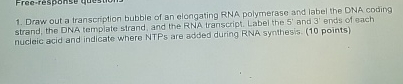 Solved Draw out a transcription bubble of an elongating RNA | Chegg.com