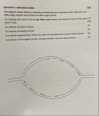 Question 4. ﻿replication bubble[15]The diagram below | Chegg.com