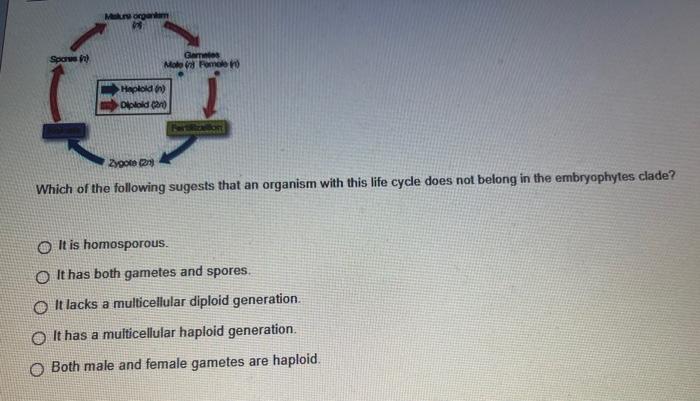 Solved 3 Spove) Garies Mode Fomelo Haploid) Diploid Zoom | Chegg.com