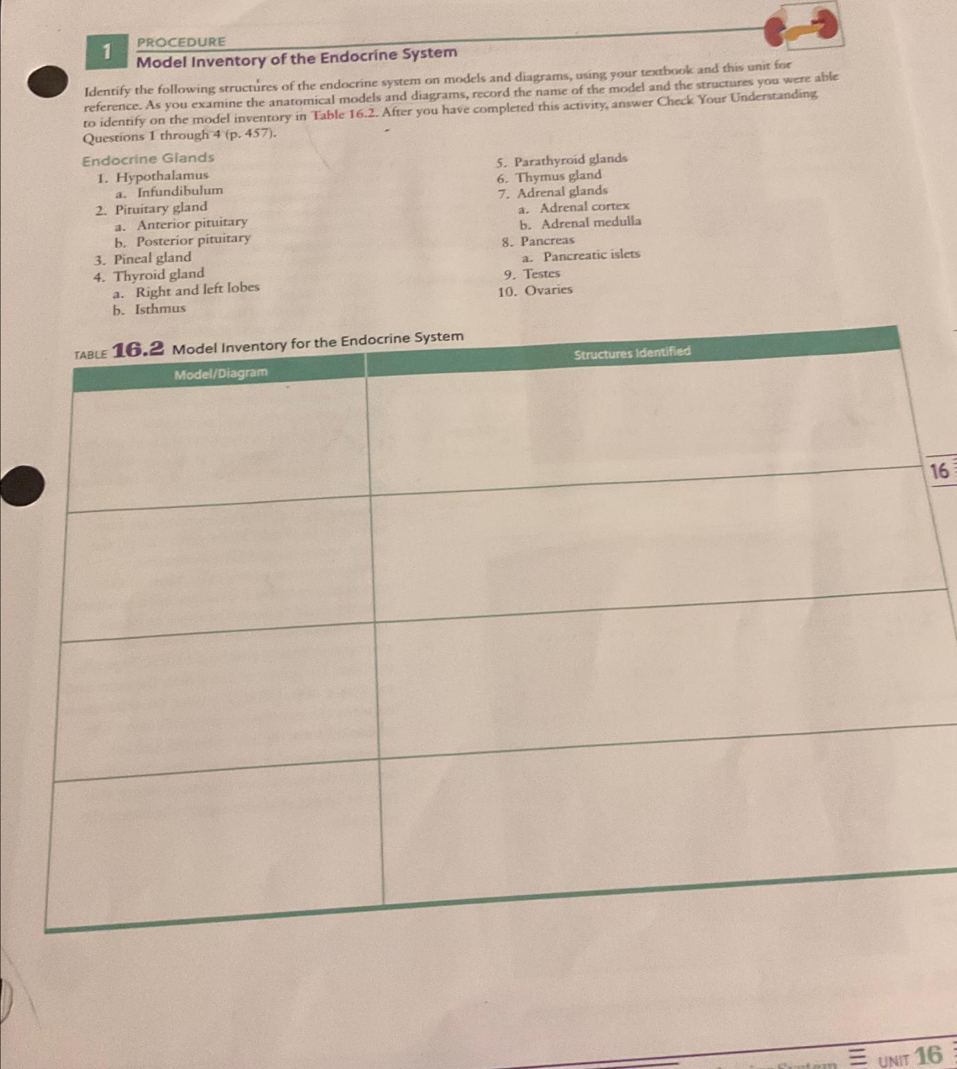 Solved 1PROCEDUREModel Inventory of the Endocrine | Chegg.com