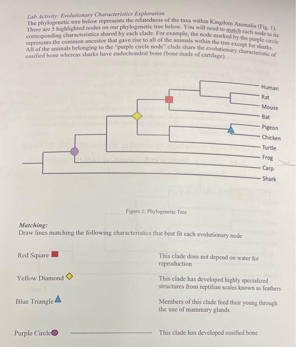 Solved Lab Activity: Evolutionary Characteristics | Chegg.com