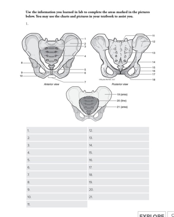 Solved 8 Explore Bones of the Pelvis, Hip, and Lower | Chegg.com