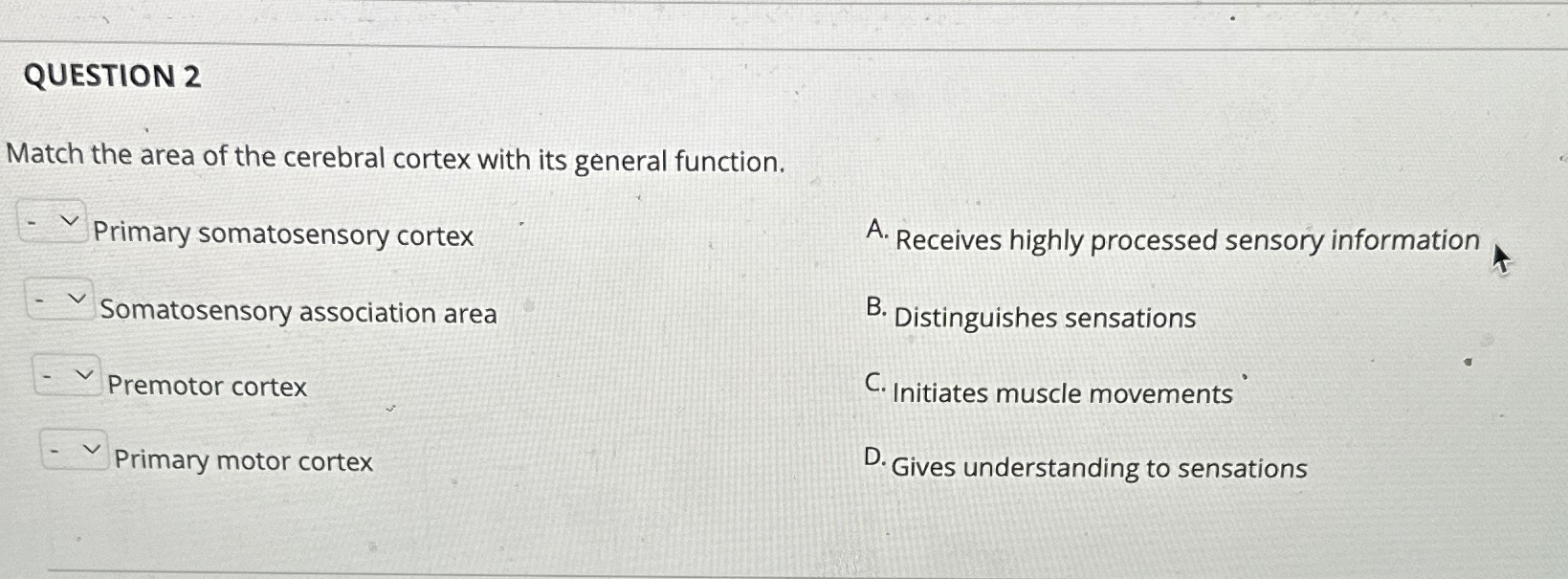 Solved QUESTION 2Match the area of the cerebral cortex with | Chegg.com