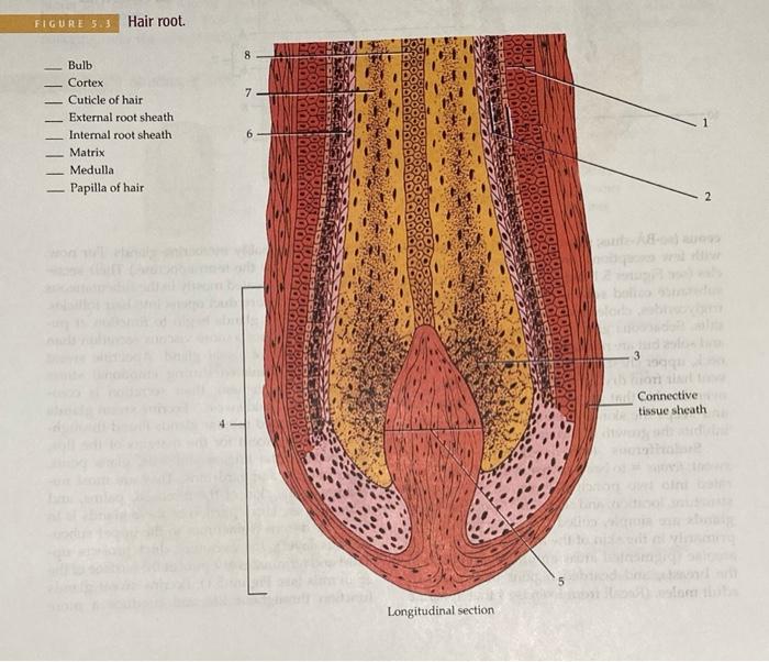 Solved FIGURE 5.3 Hair root 7 Bulb Cortex Cuticle of hair | Chegg.com