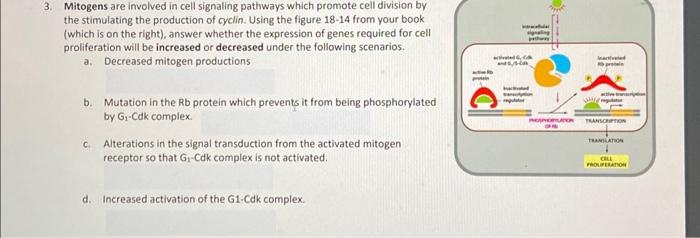 Solved 3. Mitogens are involved in cell signaling pathways | Chegg.com