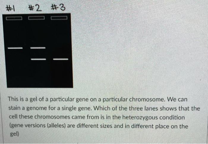 Solved DNA from crime scene DNA ladder Suspect DNA #2 #3 600 | Chegg.com