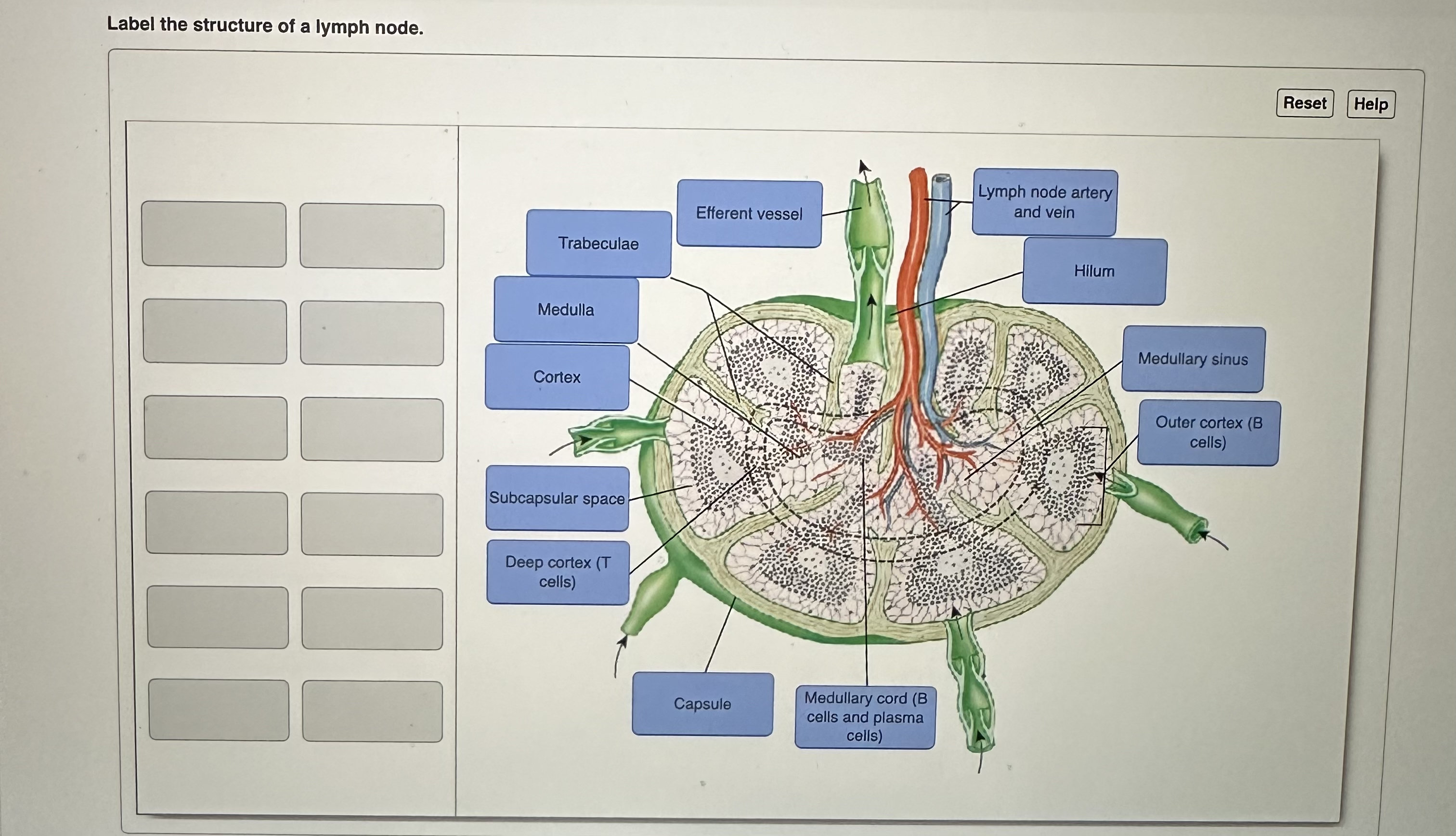 Solved Label the structure of a lymph node.Please help, it | Chegg.com