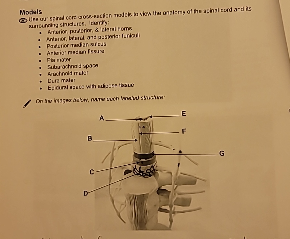 Solved ModelsUse our spinal cord cross-section models to | Chegg.com