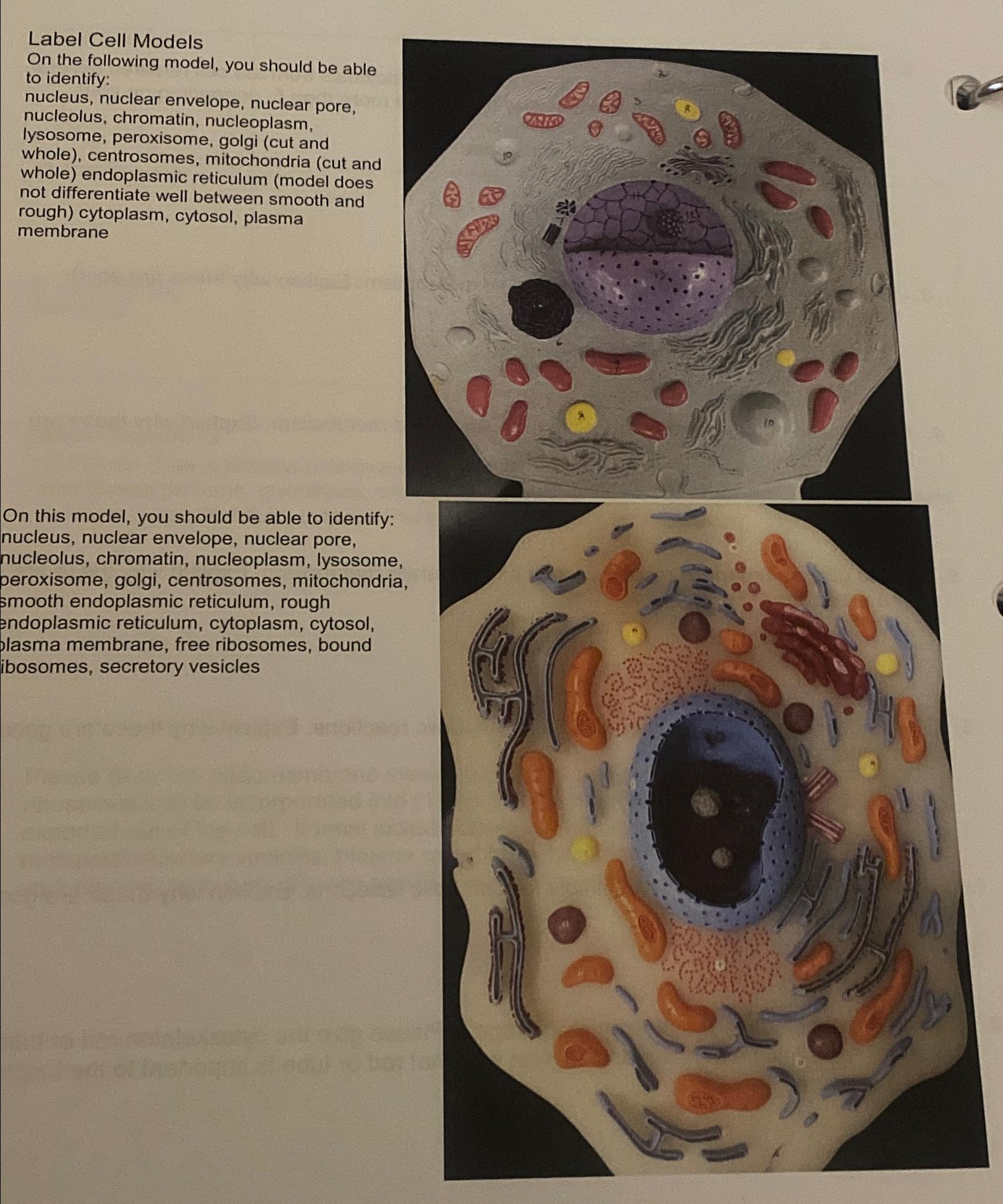 Solved Label Cell ModelsOn the following model, you should | Chegg.com