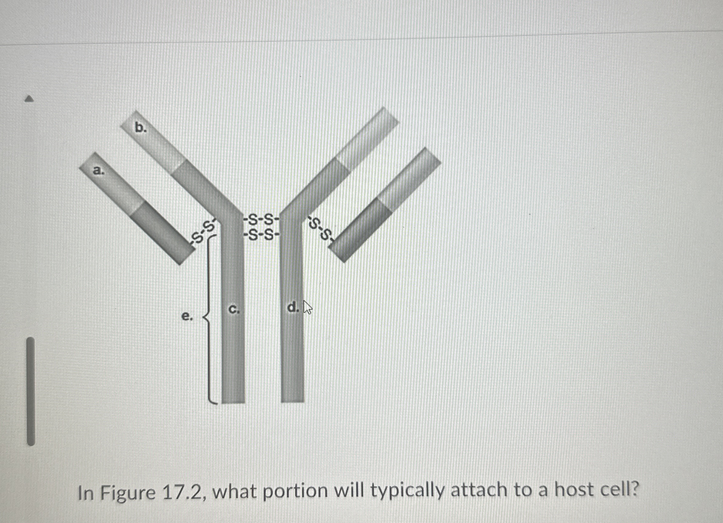 Solved In Figure 17.2, ﻿what portion will typically attach | Chegg.com