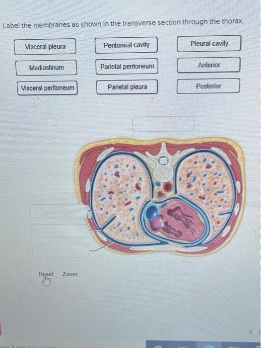 Solved label the membranes as shown in the transverse | Chegg.com