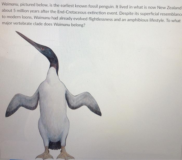 Solved Waimanu, pictured below, is the earliest known fossil | Chegg.com