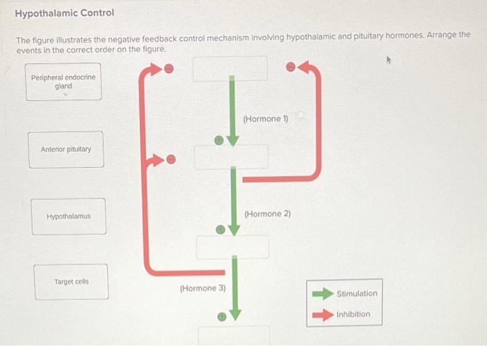 Solved The figure illustrates the negative feedback control | Chegg.com