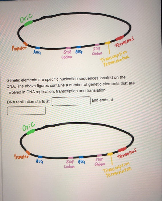 Solved Oric Promoter terminus STOP AUG STOP AUG codon Codon | Chegg.com