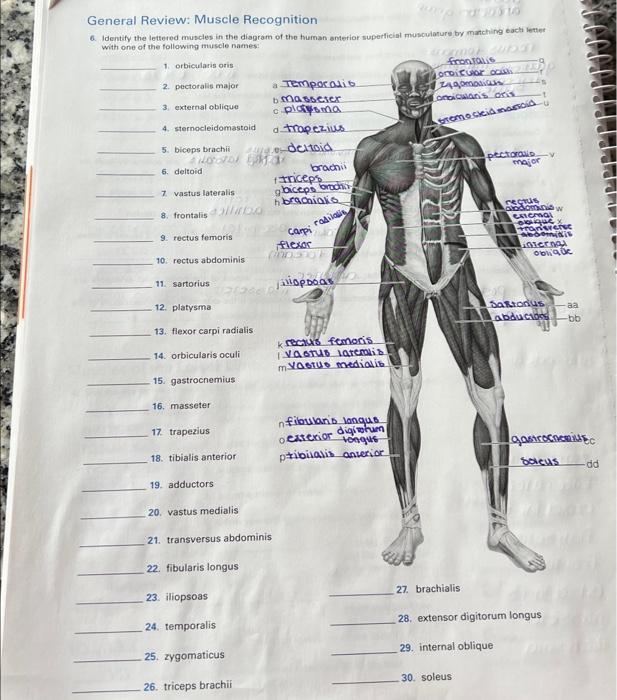 Solved 6. Identify the lettered muscles in the diagram of | Chegg.com