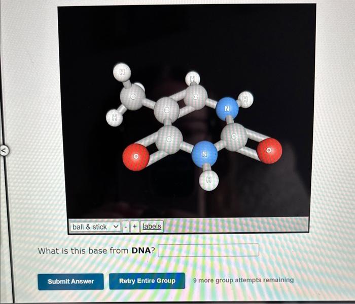 Solved 2 part question: 1). what is the base from RNA and | Chegg.com