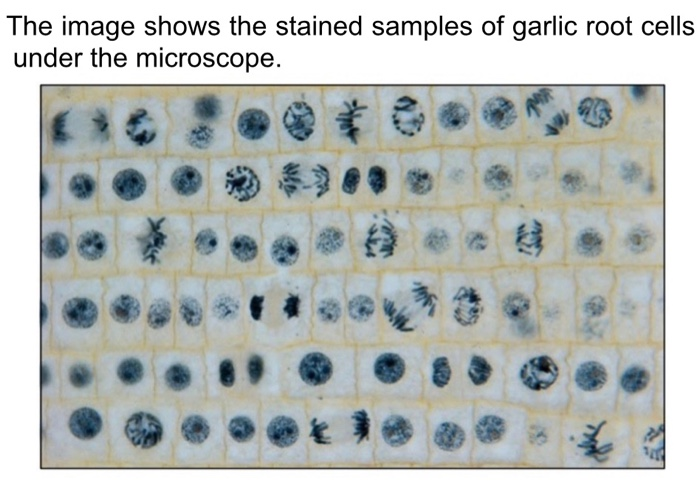 Solved The image shows the stained samples of garlic root | Chegg.com