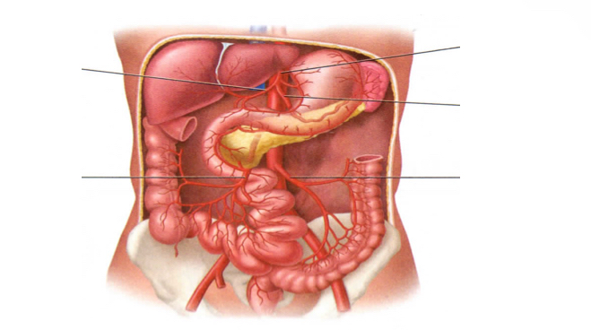 Solved Label the following arteries on the figures below | Chegg.com