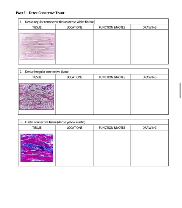 Solved LAB 11 CONNECTIVE TISSUE PROPER OBJECTIVES Be able to | Chegg.com