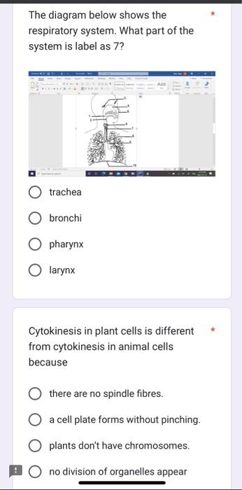 Solved The diagram below shows the respiratory system. What | Chegg.com