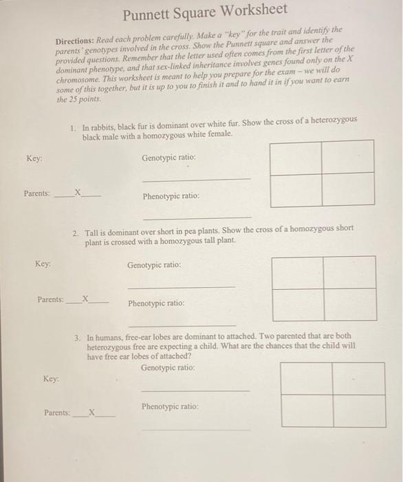 Solved Punnett Square Worksheet Directions: Read each | Chegg.com