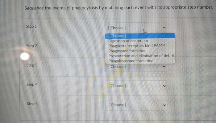 Solved Sequence the events of phagocytosis by matching each | Chegg.com