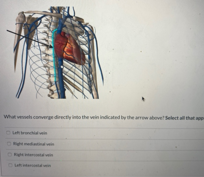 Solved What vessels converge directly into the vein | Chegg.com