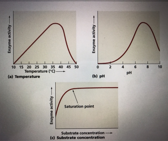 Solved Enzyme activity Enzyme activity o N 6 8 10 10 15 20 | Chegg.com