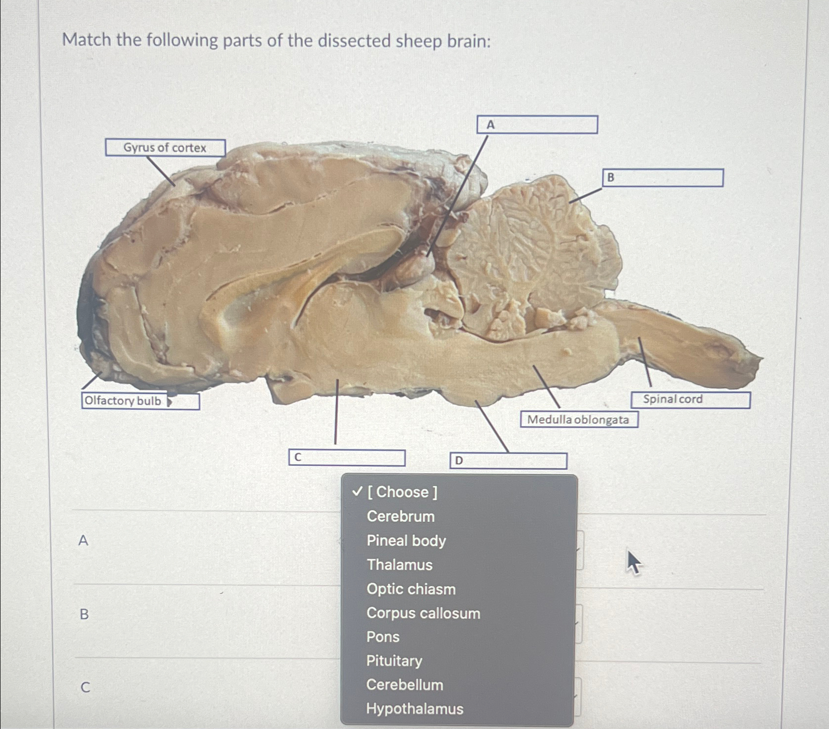 Solved Match the following parts of the dissected sheep | Chegg.com