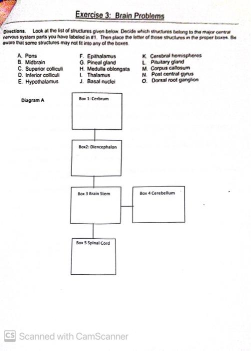 Solved Exercise 3: Brain Problems Directions. Look at the | Chegg.com