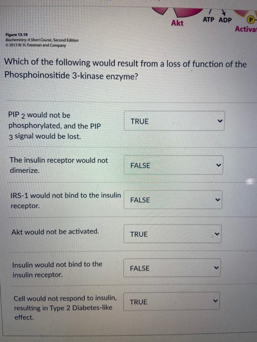 Solved Insulin receptor Insulin PIP2 PIP PDK1 | Chegg.com