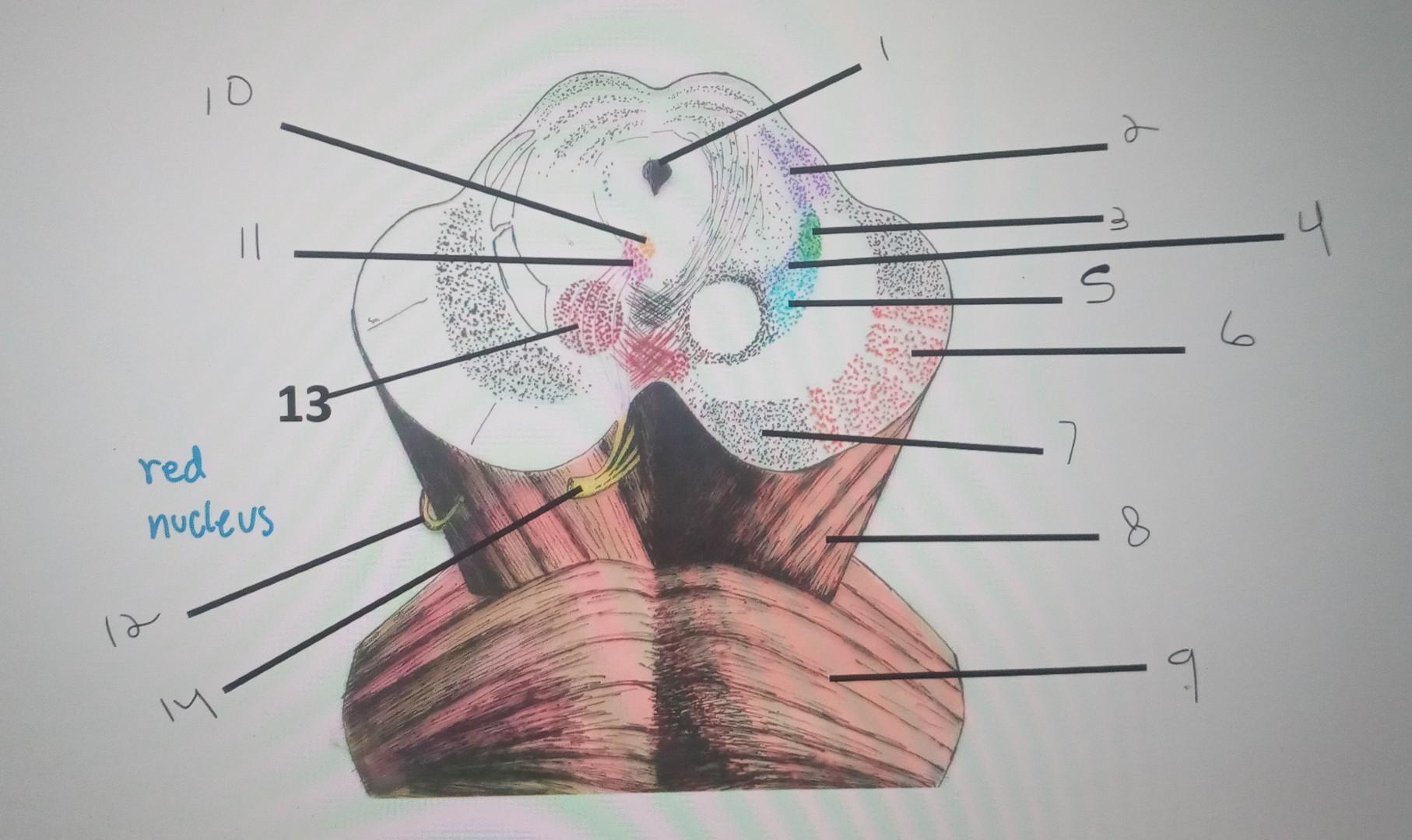 Solved Please label all the structures pointed on the black | Chegg.com