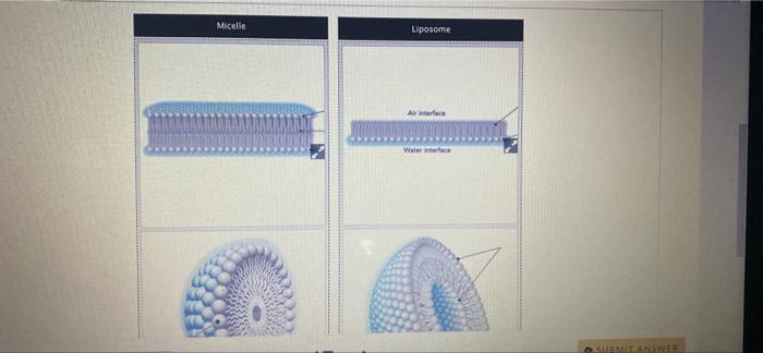Solved Place the following lipid structures in the proper | Chegg.com