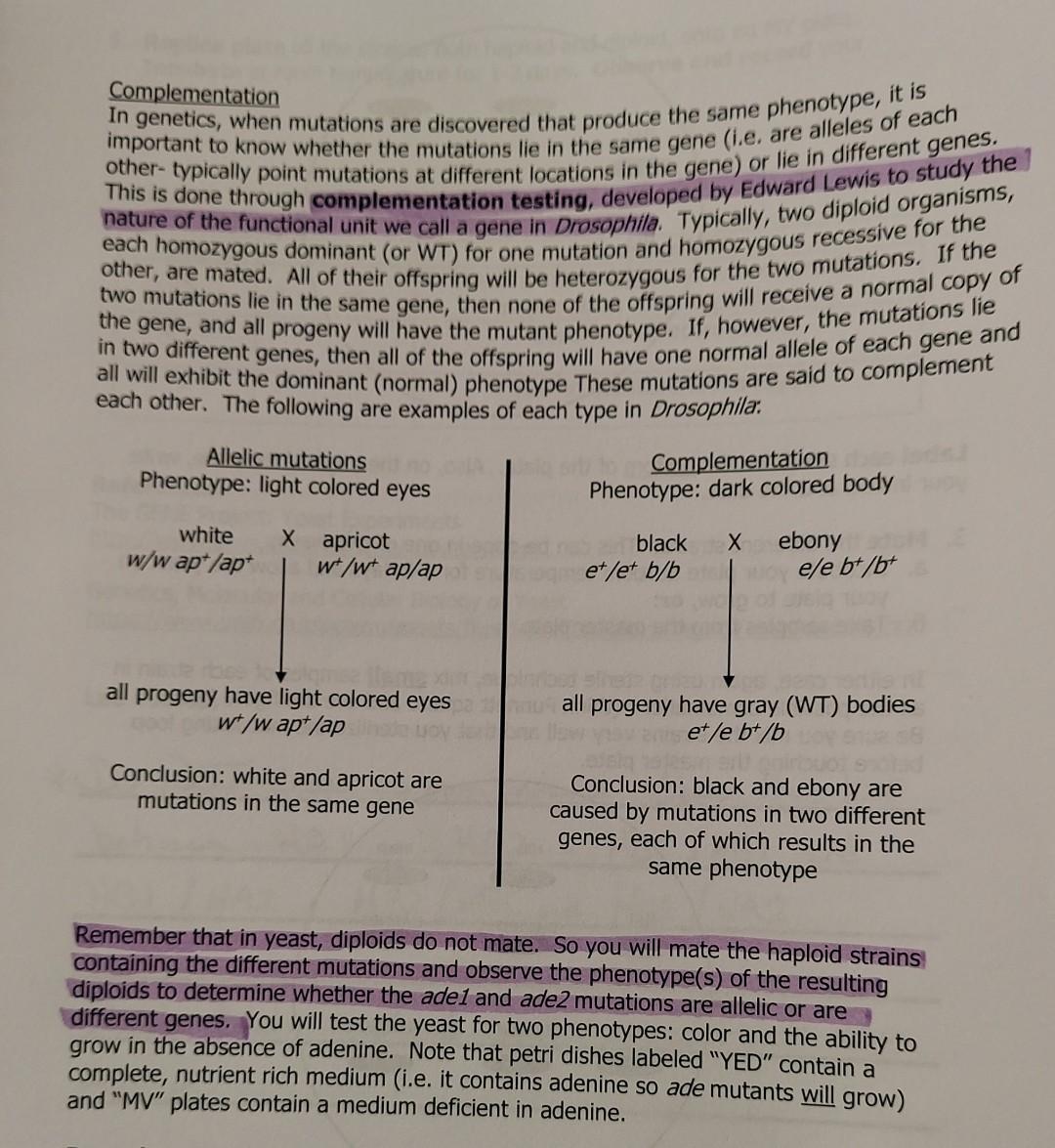 Solved Lab 4: Yeast Complementation Purpose In this | Chegg.com