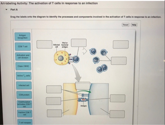 Solved Art-labeling Activity: The activation of T cells in | Chegg.com