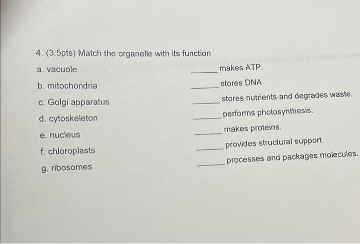 Solved 4. (3.5pts) Match the organelle with its function a. | Chegg.com