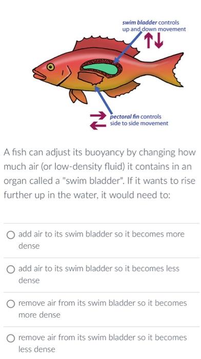 Solved A fish can adjust its buoyancy by changing how much | Chegg.com