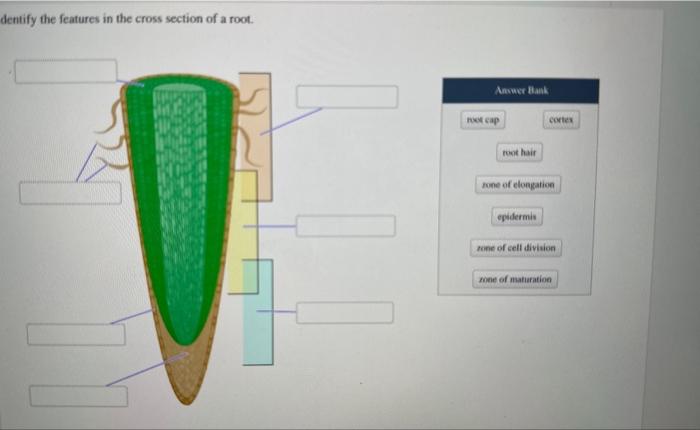 Solved dentify the features in the cross section of a | Chegg.com